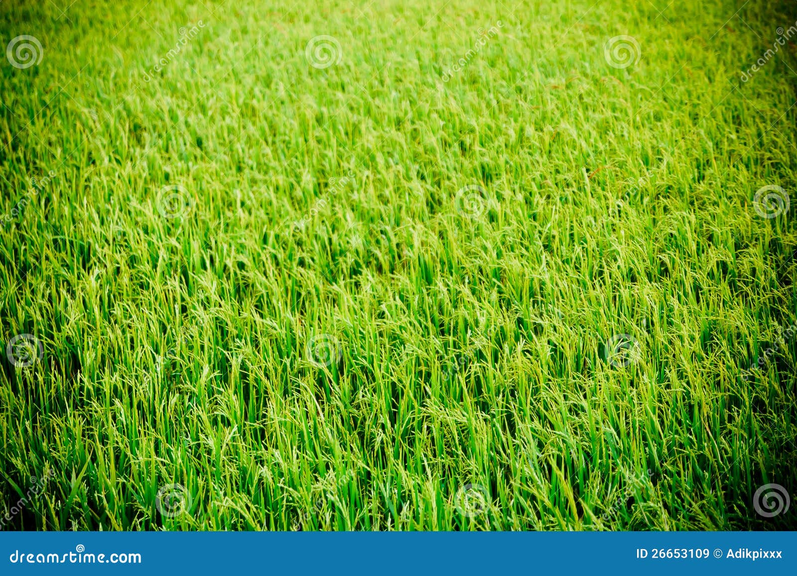 Rice farm , stock image. Image of asian, natural, field - 26653109