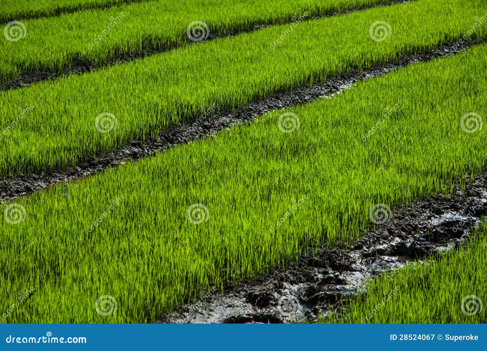 Rice farm stock image. Image of growth, field, grass - 28524067