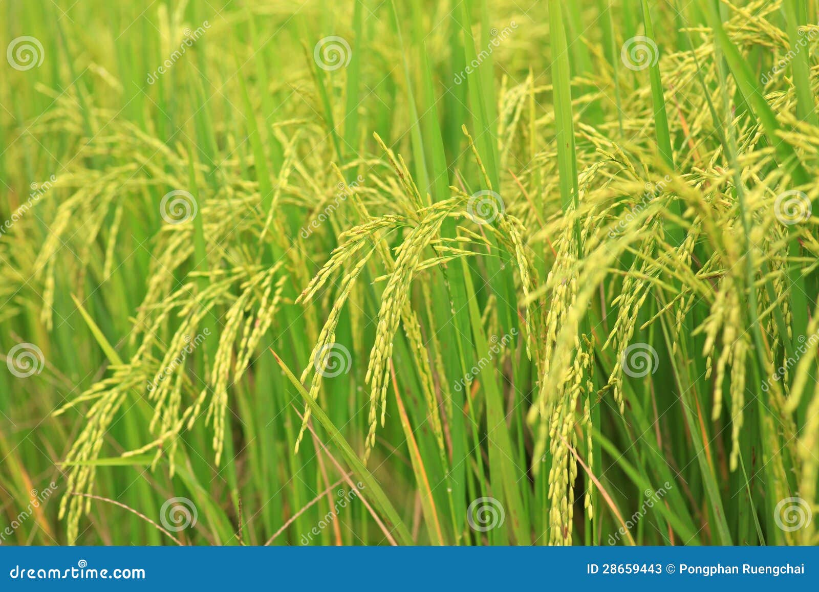 Rice Farm stock image. Image of summer, thailand, plants - 28659443