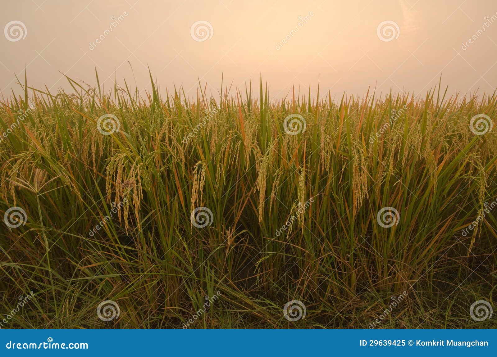 Rice farm stock image. Image of outdoor, plant, leaf - 29639425