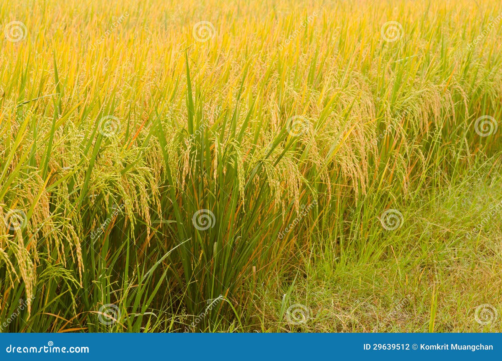 Rice farm stock photo. Image of agriculture, asia, outdoor - 29639512