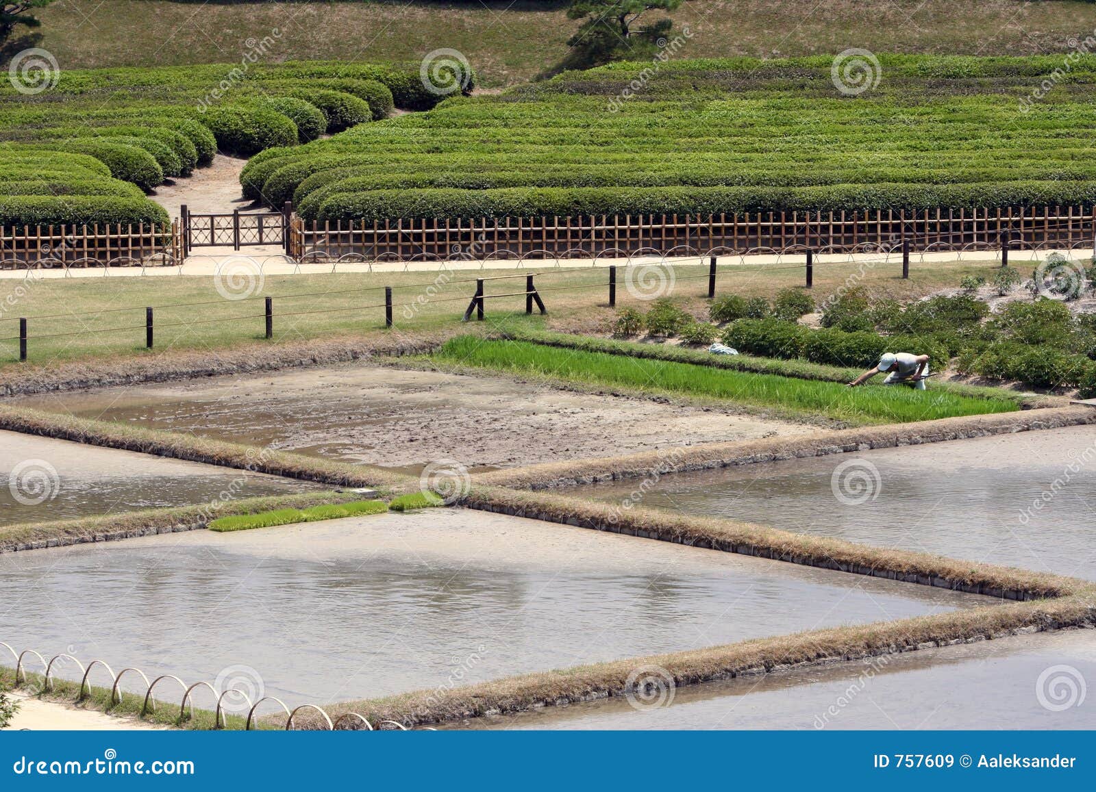 Rice farm stock image. Image of japanese, farm, asian, male - 757609
