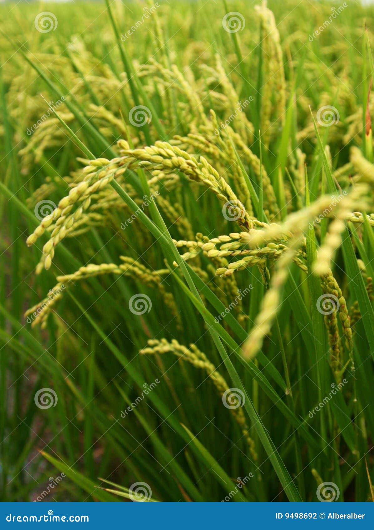 Rice farm stock photo. Image of green, field, farm, rice - 9498692