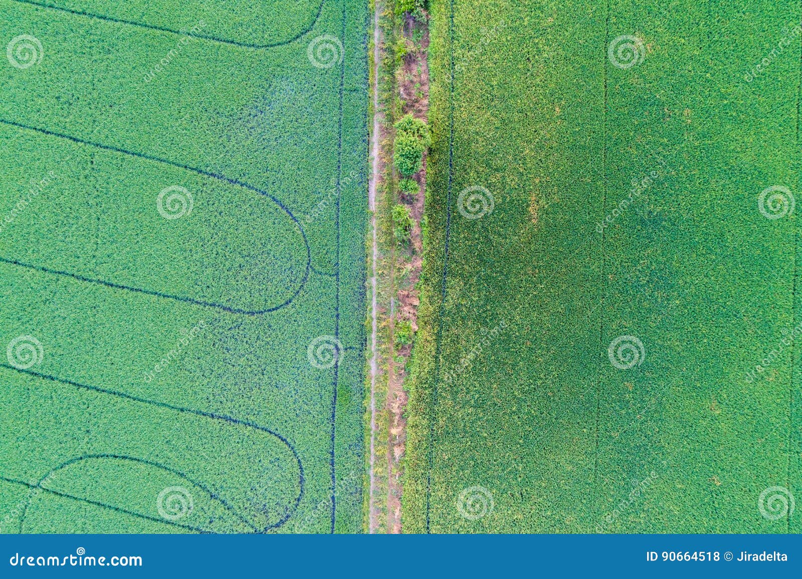 Rice farm Aerial view stock photo. Image of plantation - 90664518