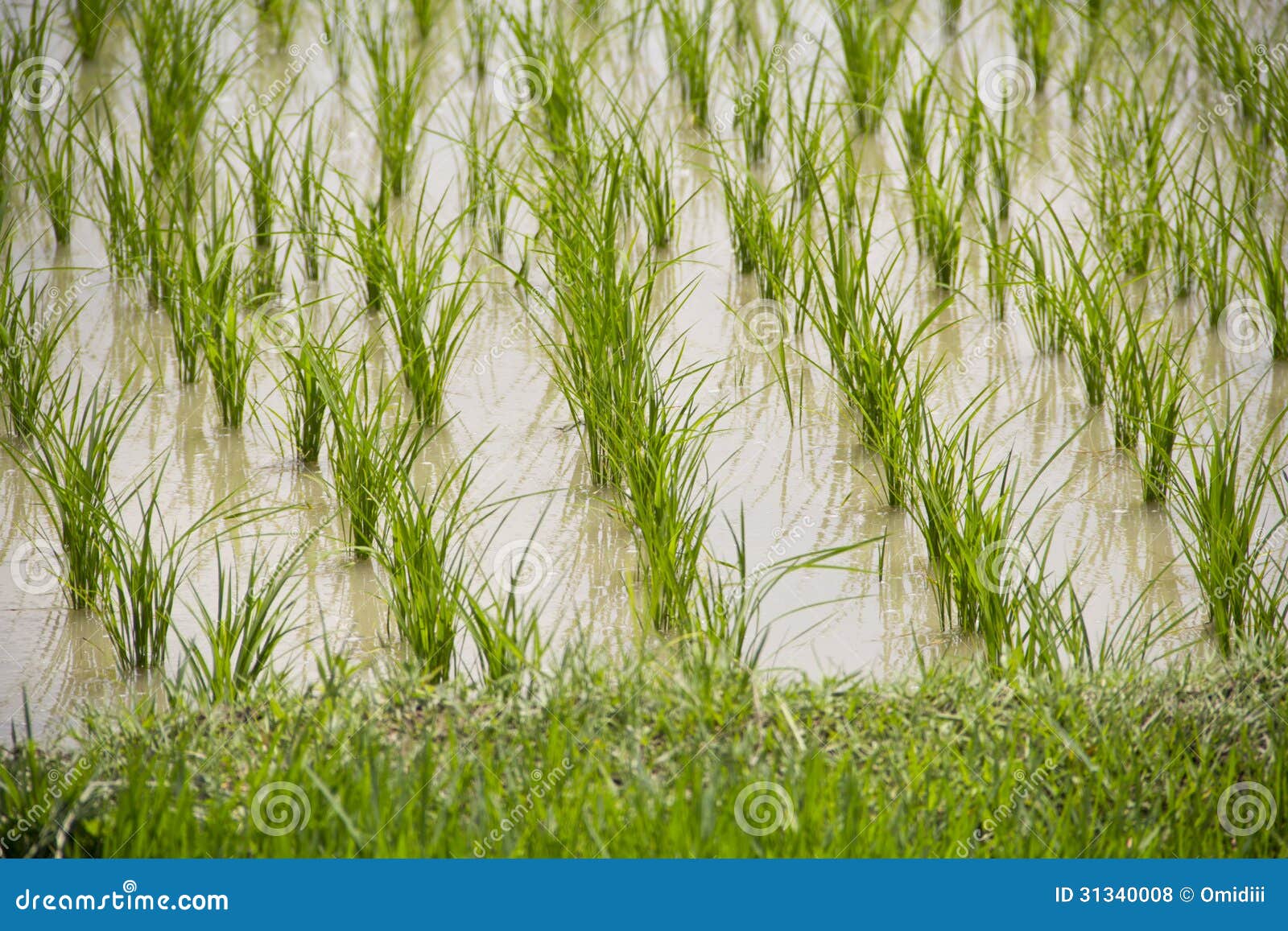 Rice farm stock photo. Image of food, culture, agriculture - 31340008