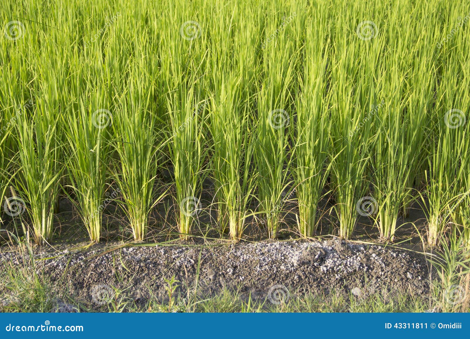 Rice Farm Background Stock Photography | CartoonDealer.com #86710106