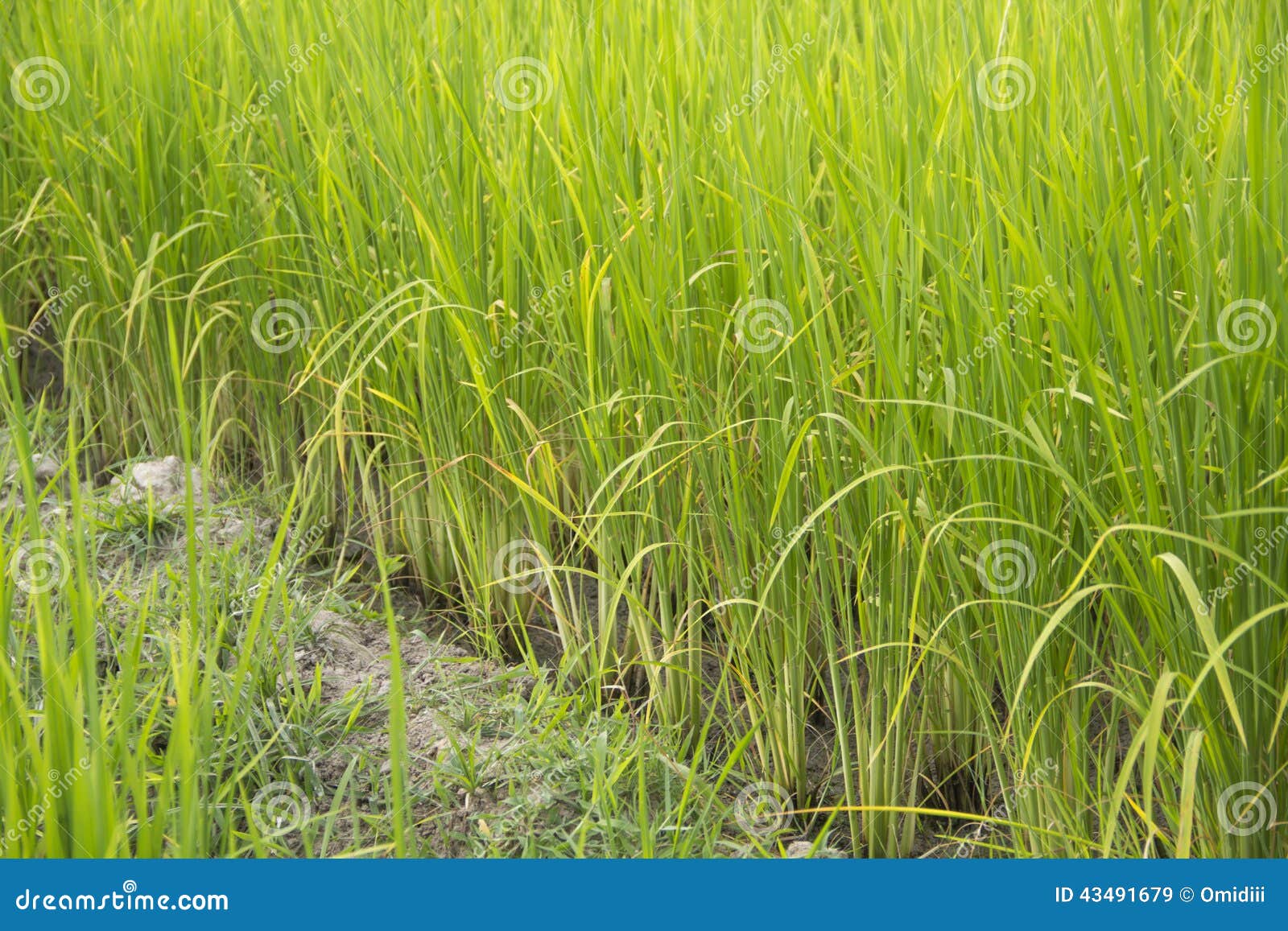 Rice farm stock image. Image of crop, green, farming - 43491679