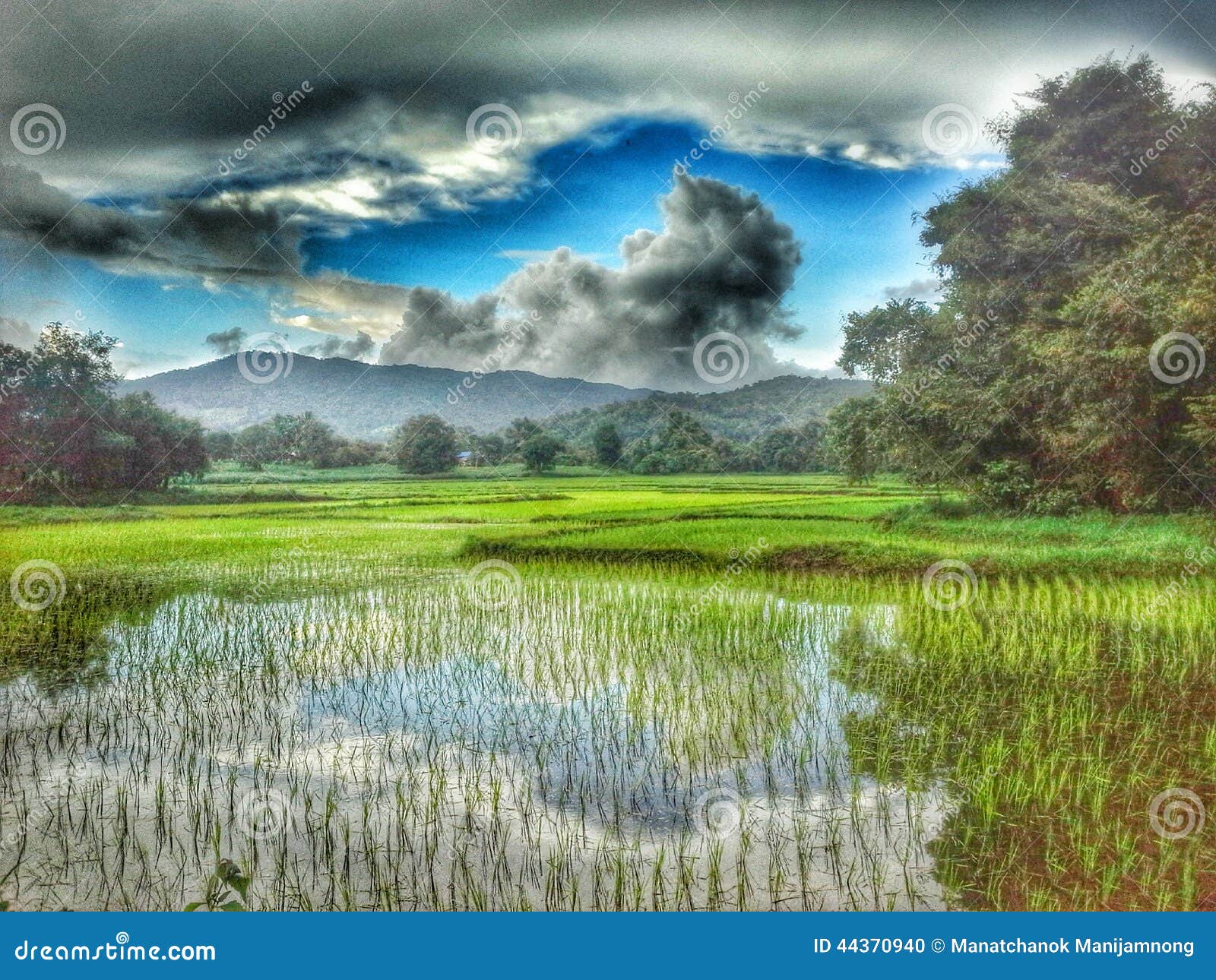 Rice farm stock photo. Image of cloudy, field, farm, beautiful - 44370940