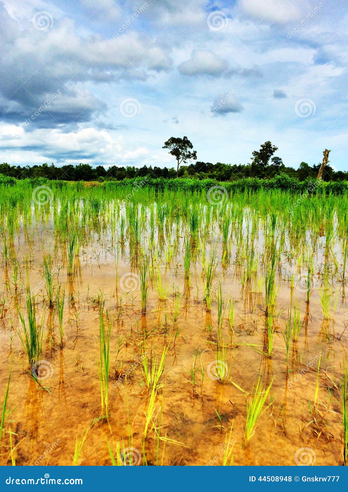 Rice farm stock photo. Image of wait, farm, inside, beginning - 44508948