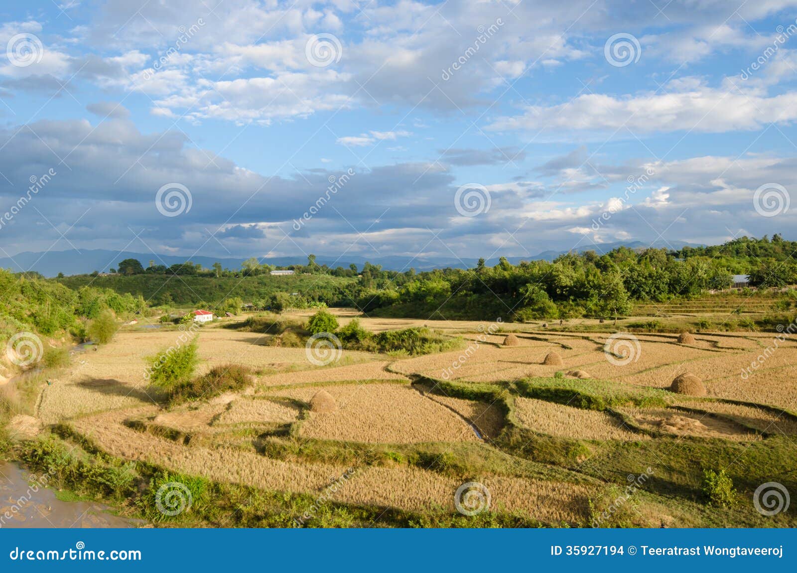 Rice farm stock photo. Image of farming, grow, grain - 35927194