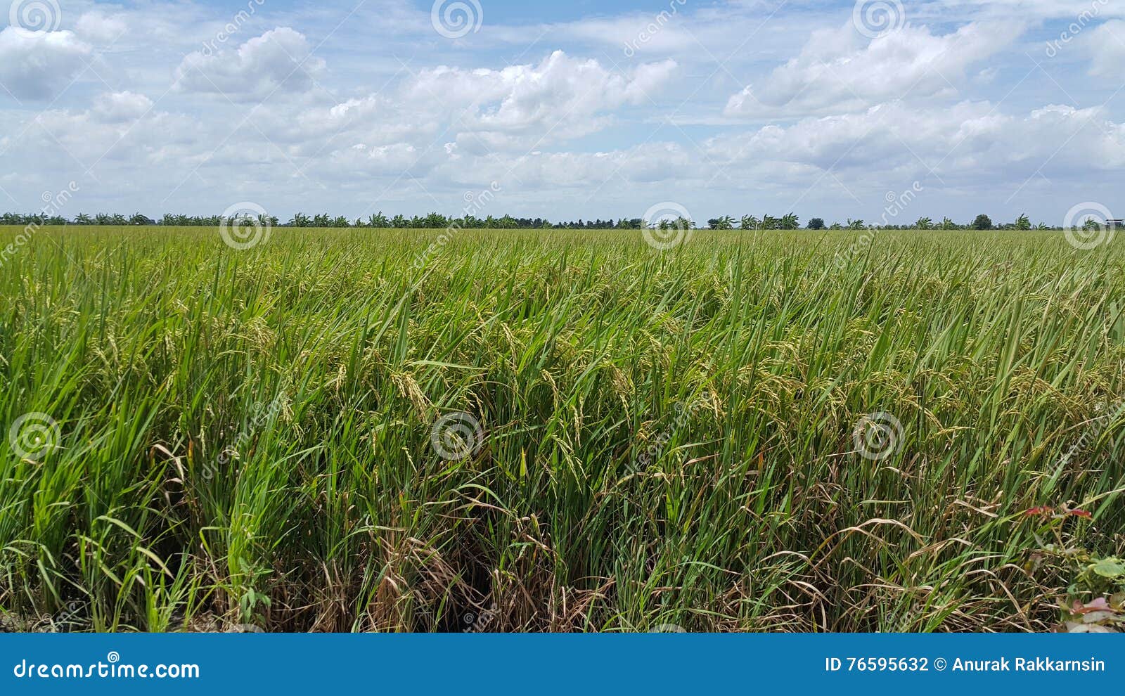 Rice farm stock photo. Image of steppe, agriculture, savanna - 76595632
