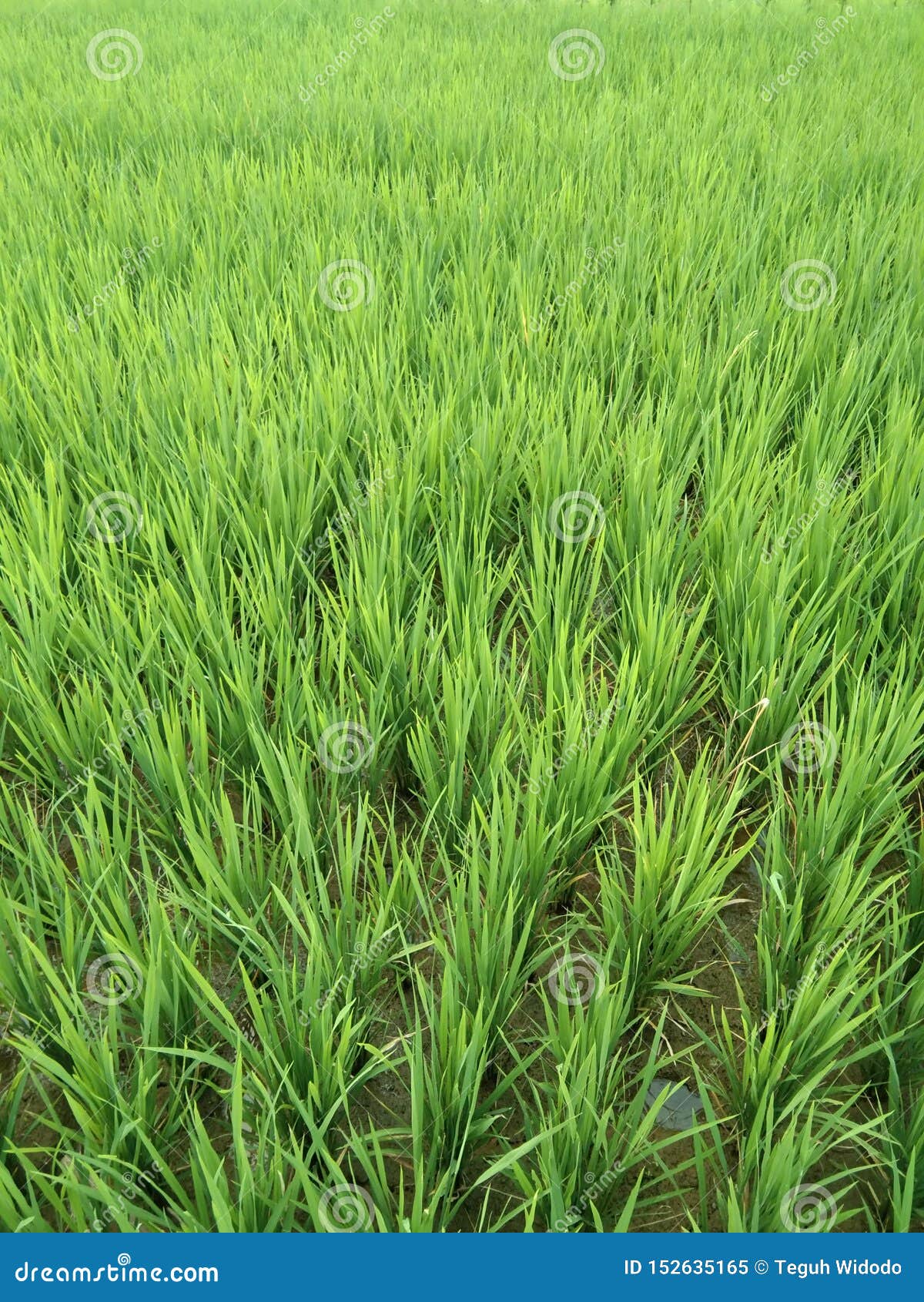 Rice farm stock image. Image of rice, nature, green - 152635165
