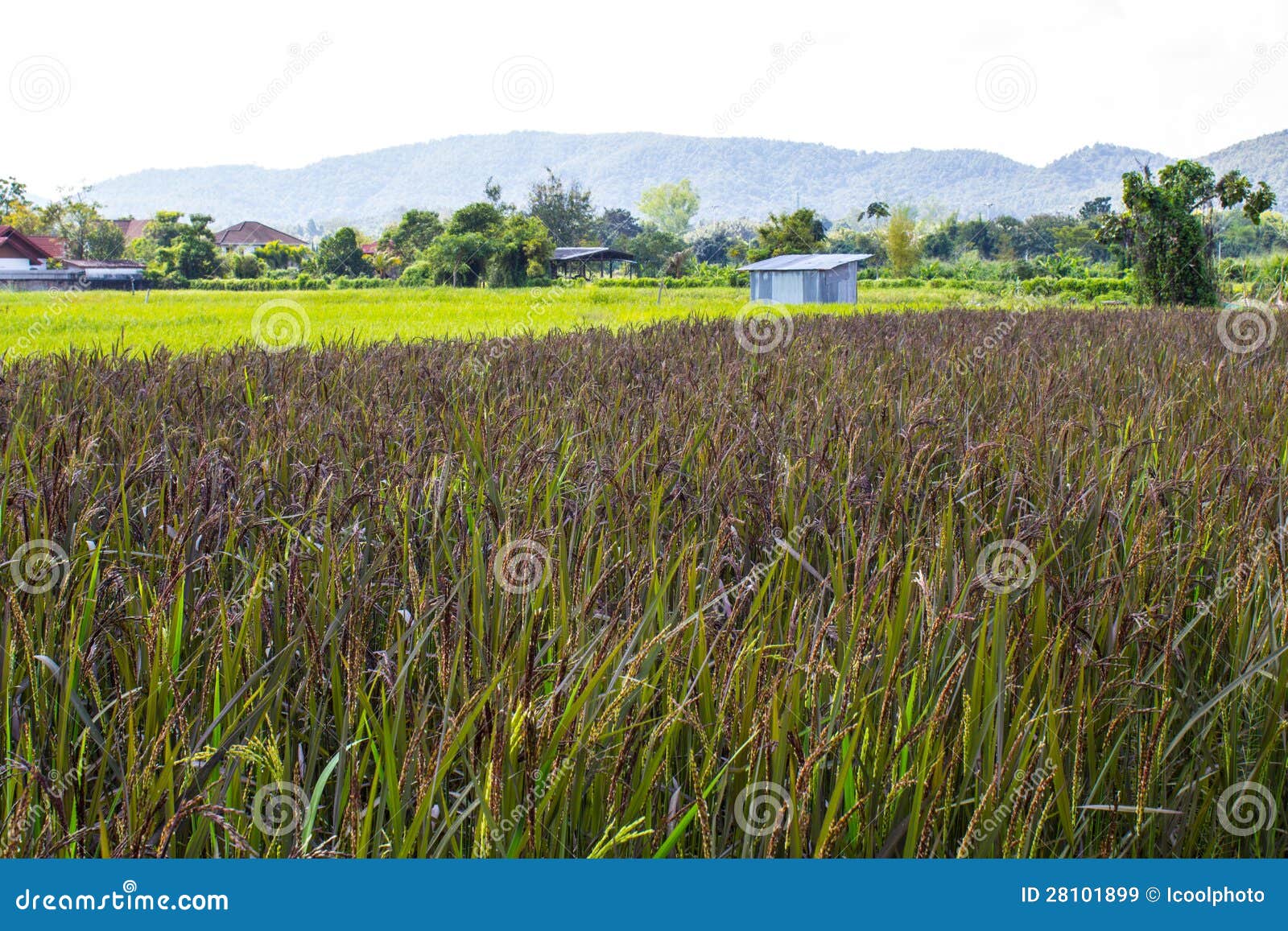 Rice Farm in Forest with Mountain Stock Image - Image of brown, field ...