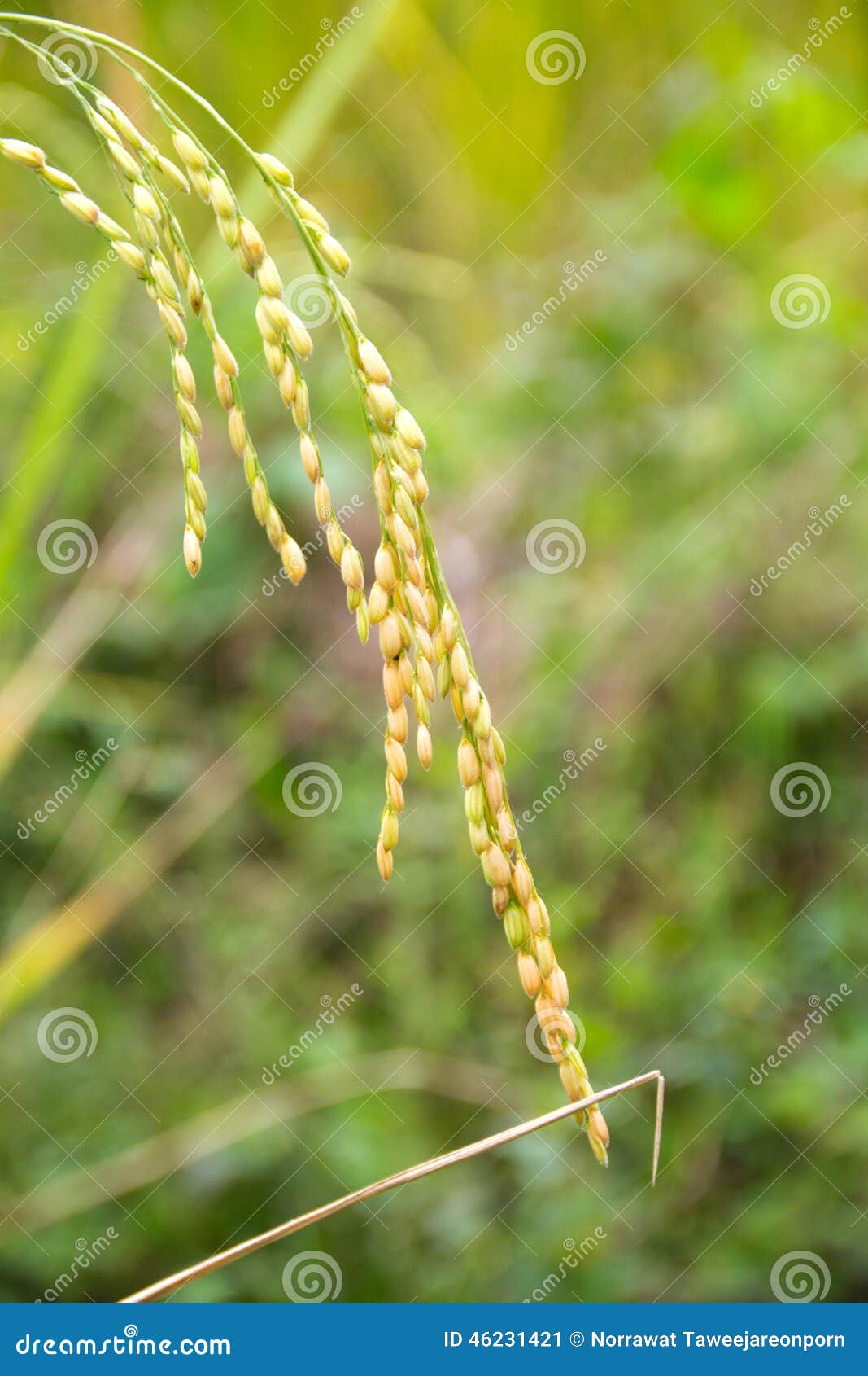 Rice farm stock image. Image of emmer, green, agriculture - 46231421