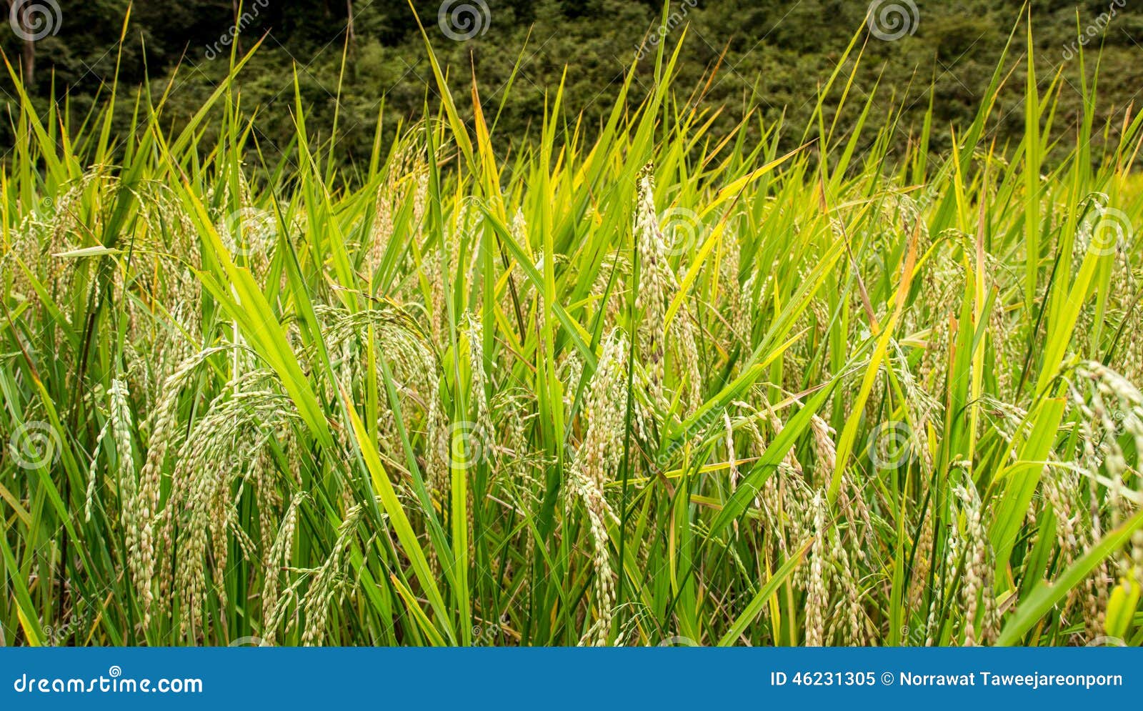 Rice farm stock image. Image of thailand, green, field - 46231305