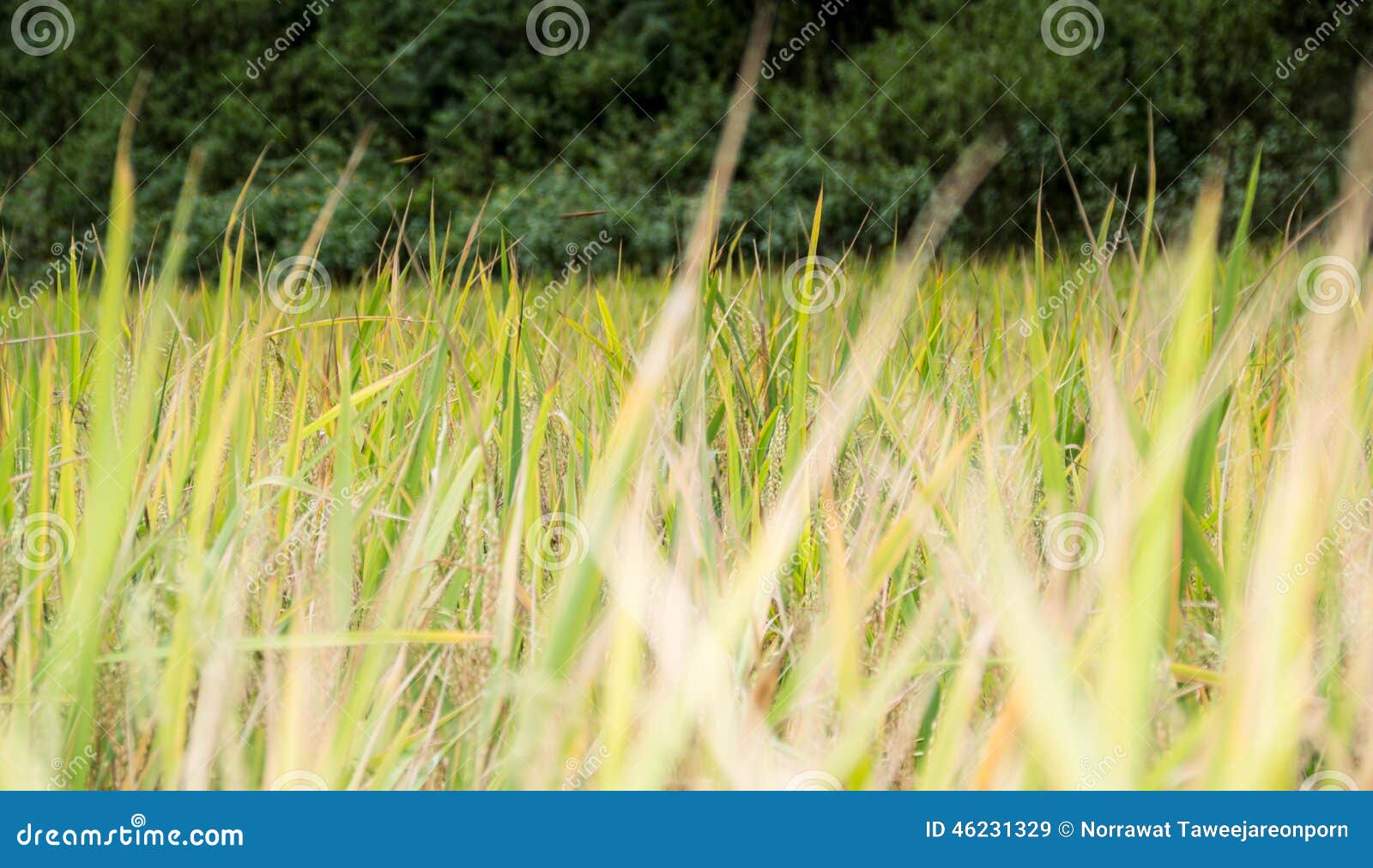 Rice farm stock image. Image of thai, grass, farm, nature - 46231329