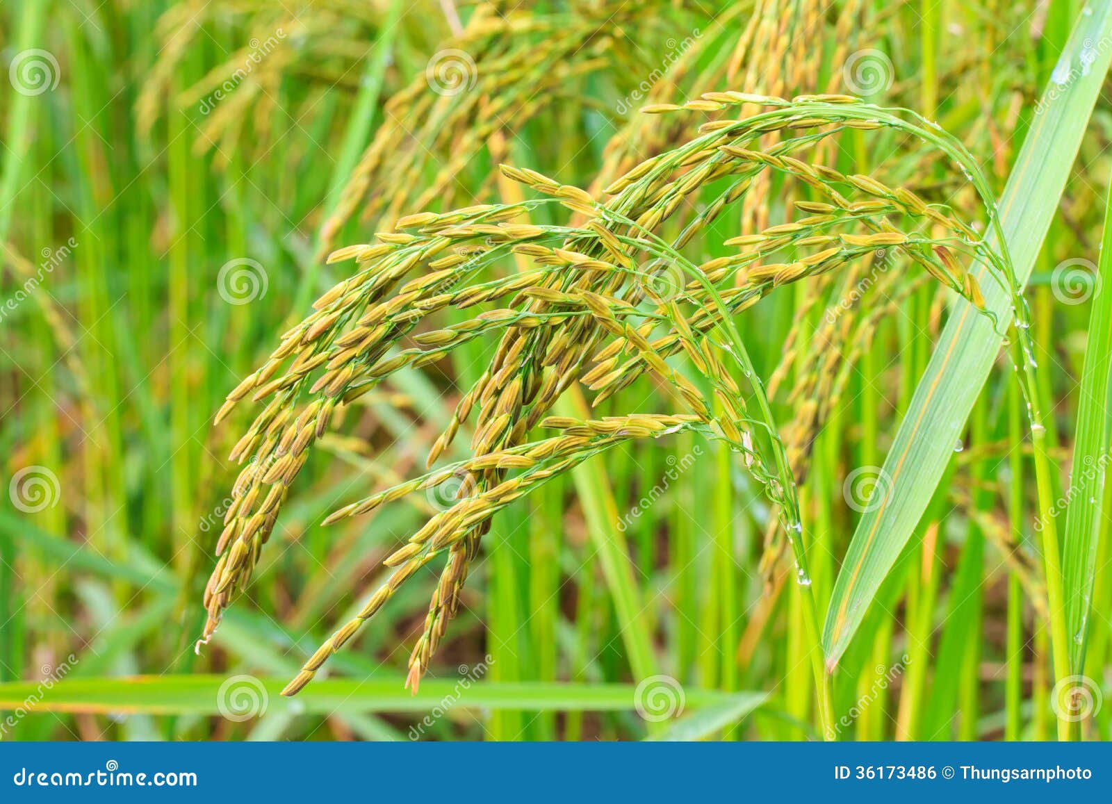 Rice in farm stock photo. Image of golden, countryside - 36173486