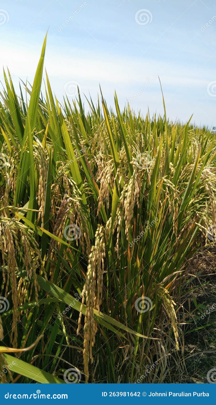 Rice farm at land stock photo. Image of farm, rice, yellow - 263981642