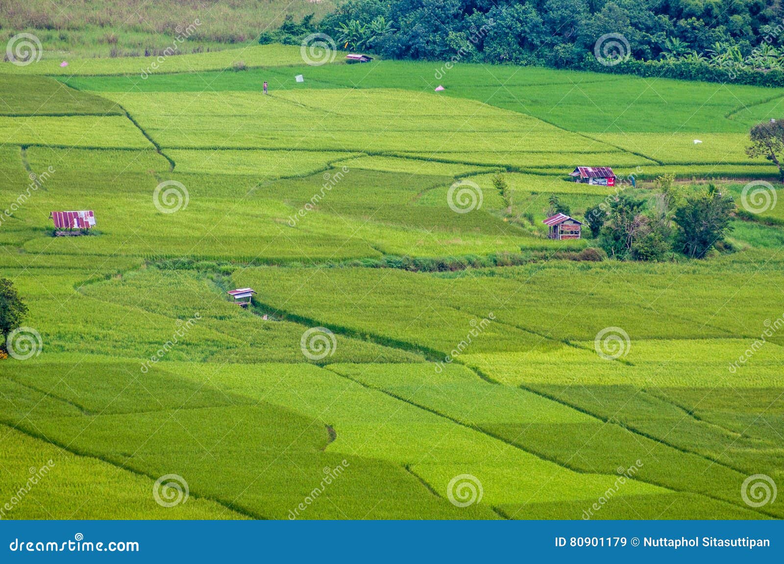 Rice farm stock image. Image of north, farming, thailand - 80901179