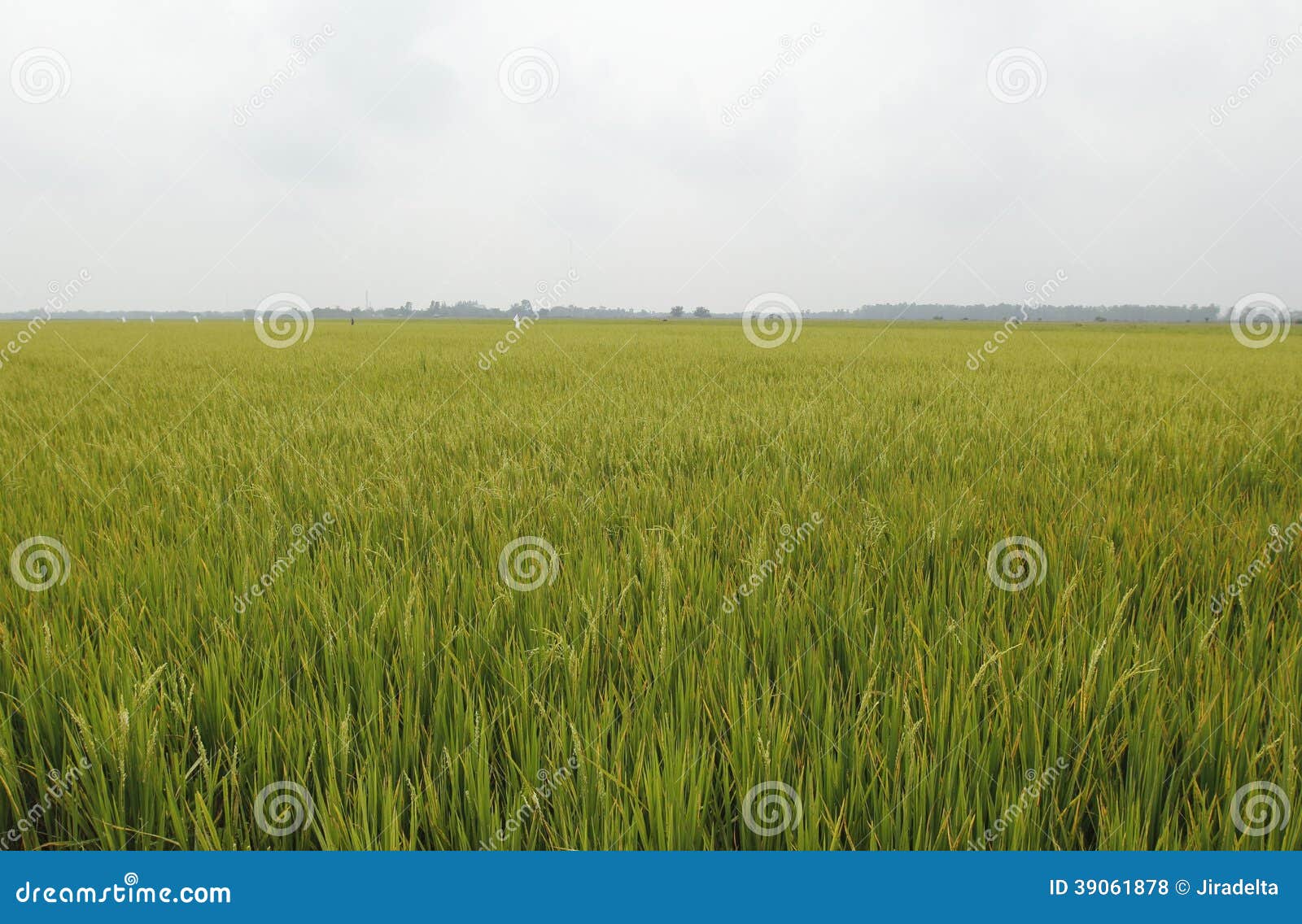Rice Farm Landscape stock photo. Image of landscape, rice - 39061878