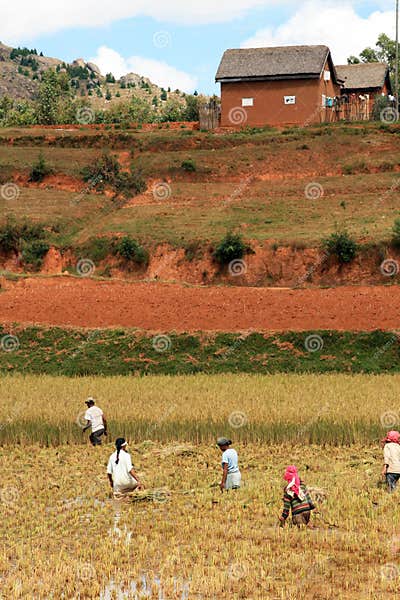 Rice farm in Madagascar editorial photography. Image of madagascar ...
