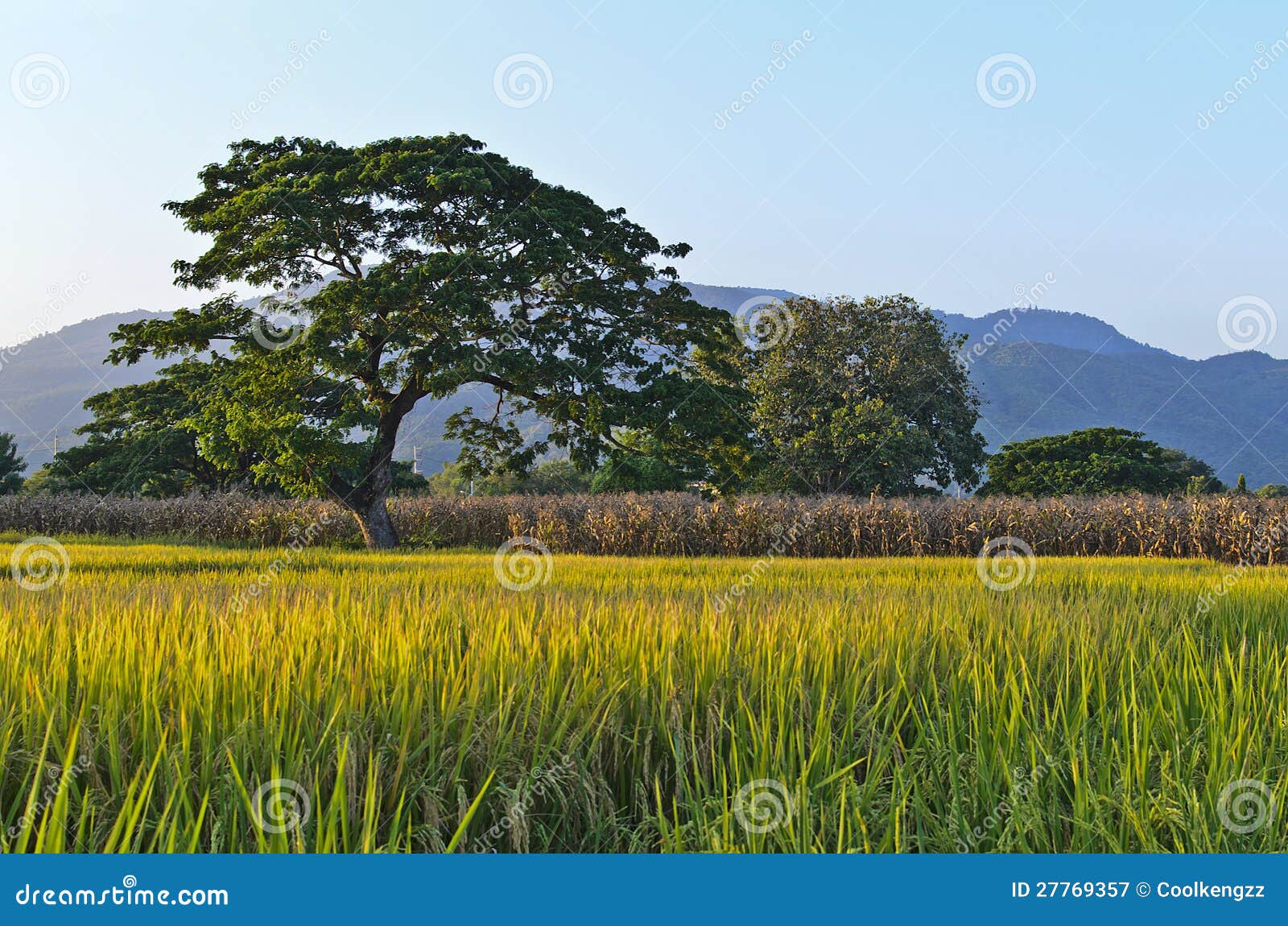 Rice Farm with Mountain Background (Lanscape) Stock Image - Image of ...