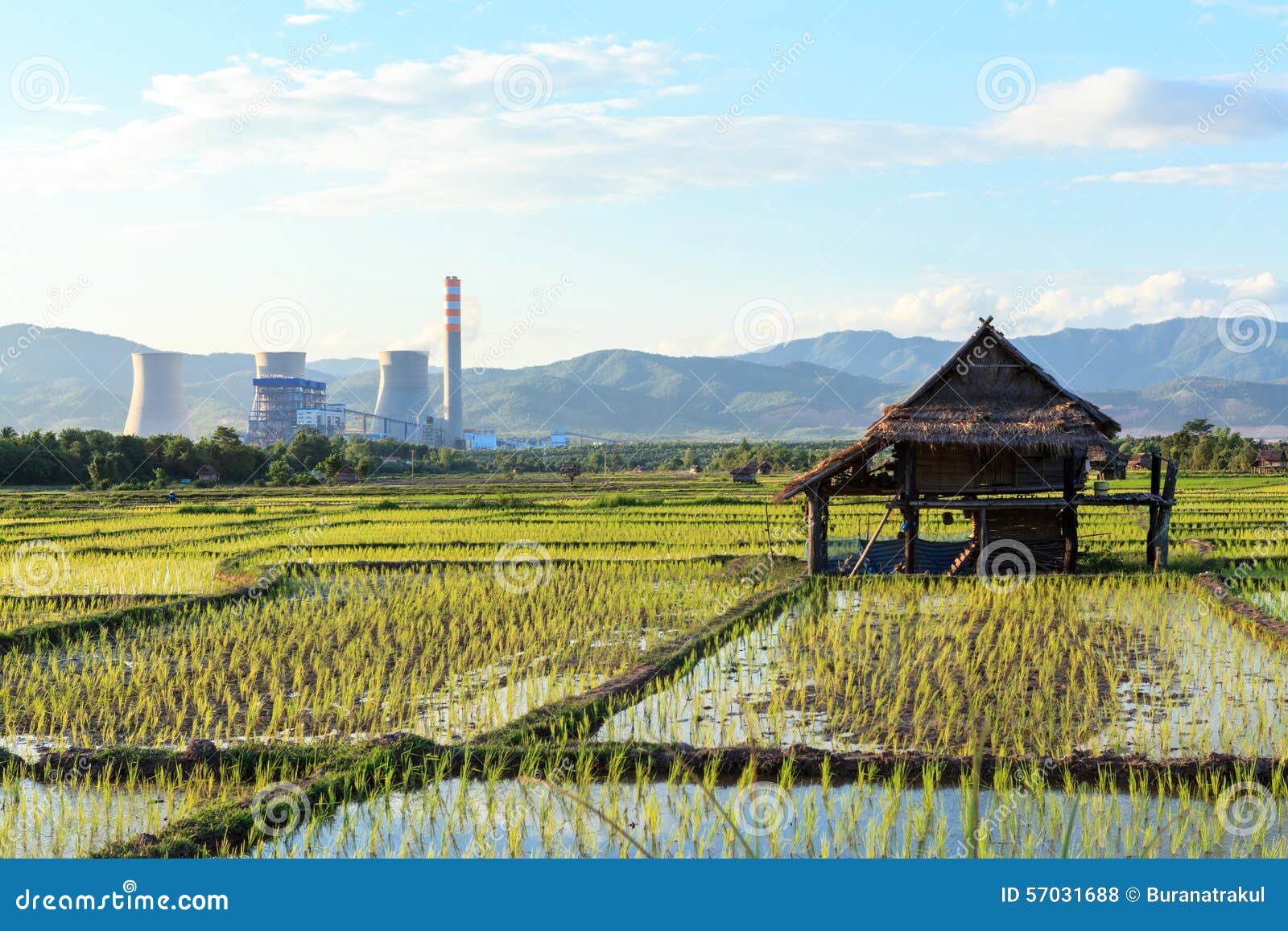 Rice farm near power plant stock photo. Image of field - 57031688
