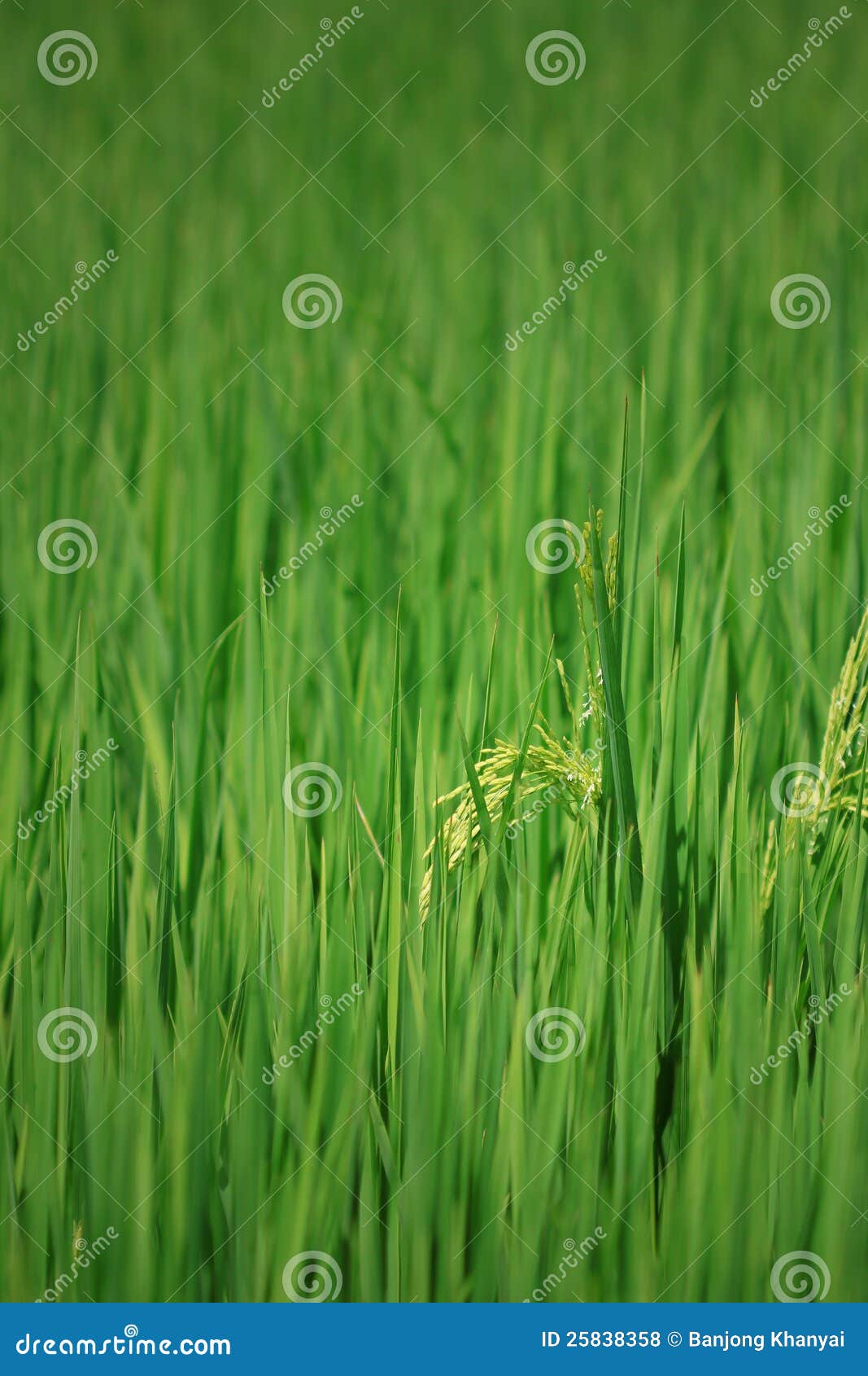 Rice Farm [Paddy] stock photo. Image of plant, fresh - 25838358