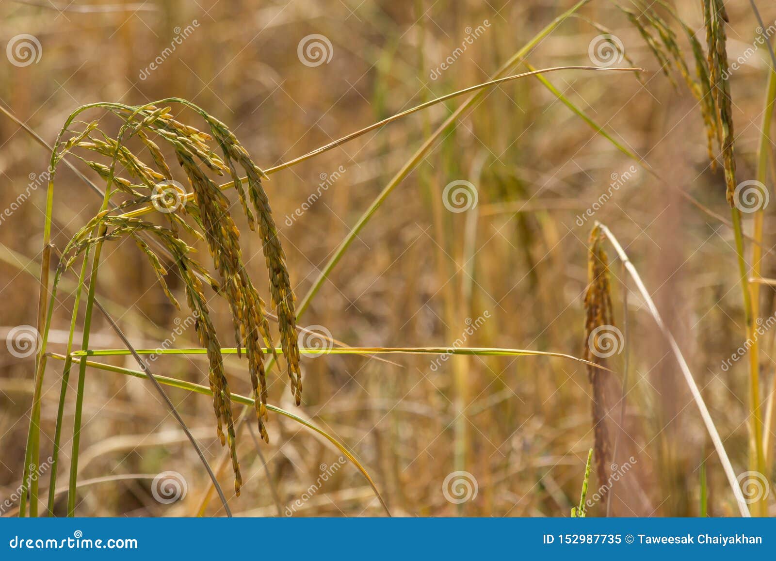 The Rice in Farm, the Rice Pattern Stock Image - Image of green, food ...