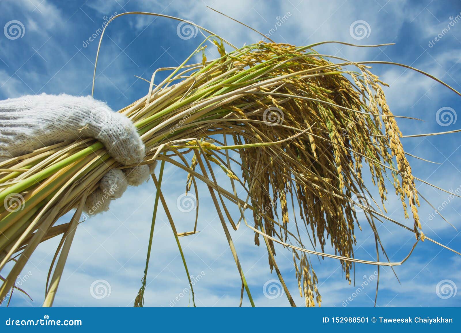 The Rice in Farm, the Rice and Farmer Stock Image - Image of blue ...