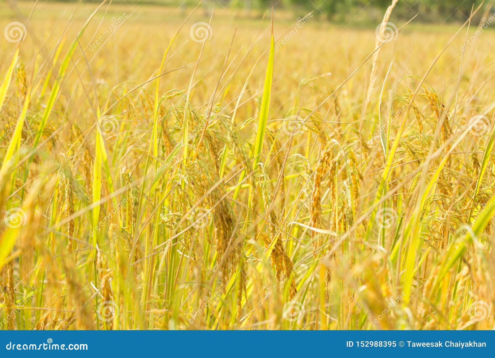 The Rice in Farm, the Rice Patterns Stock Image - Image of field ...