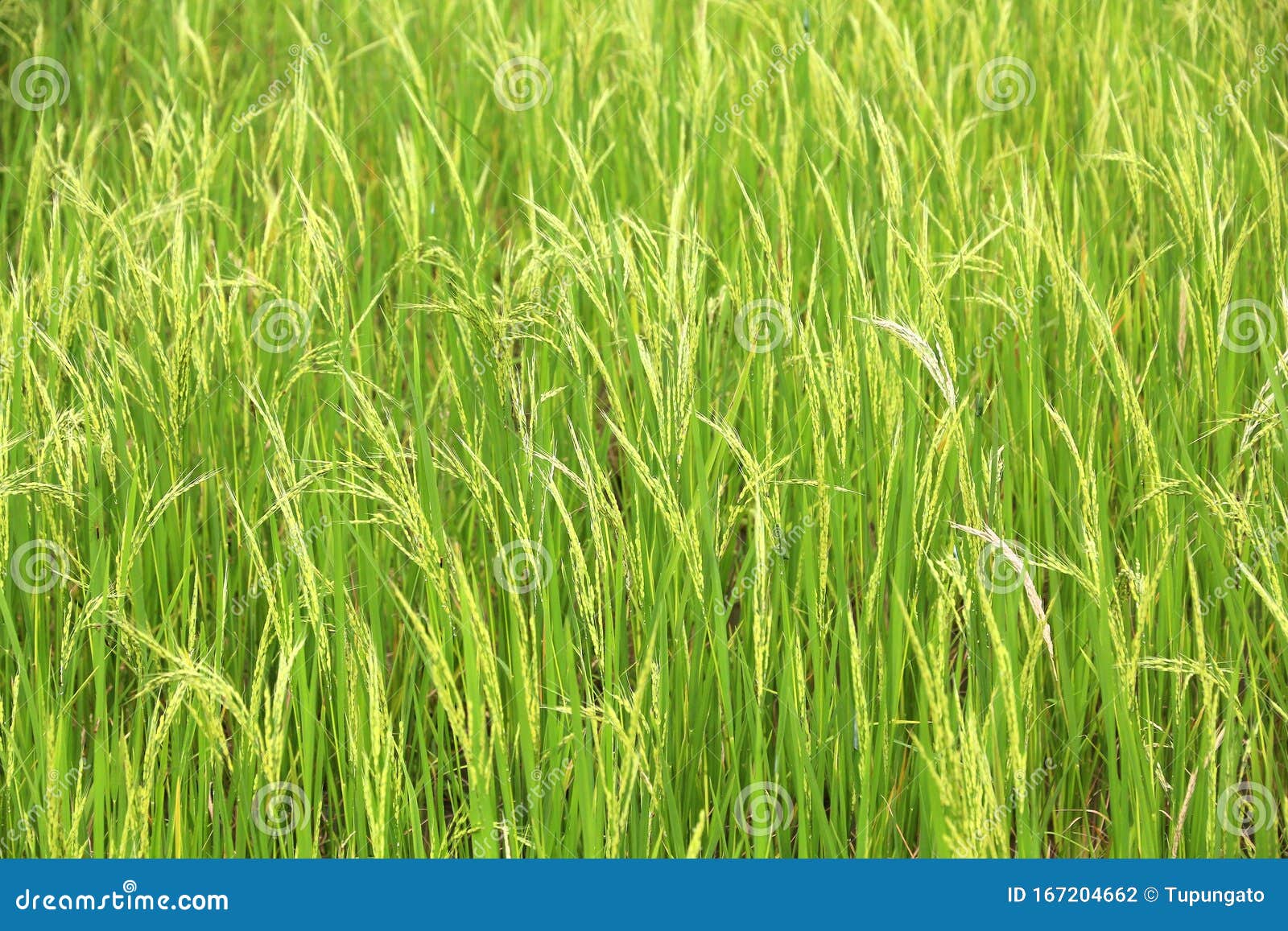Rice farm, Philippines stock photo. Image of philippines - 167204662