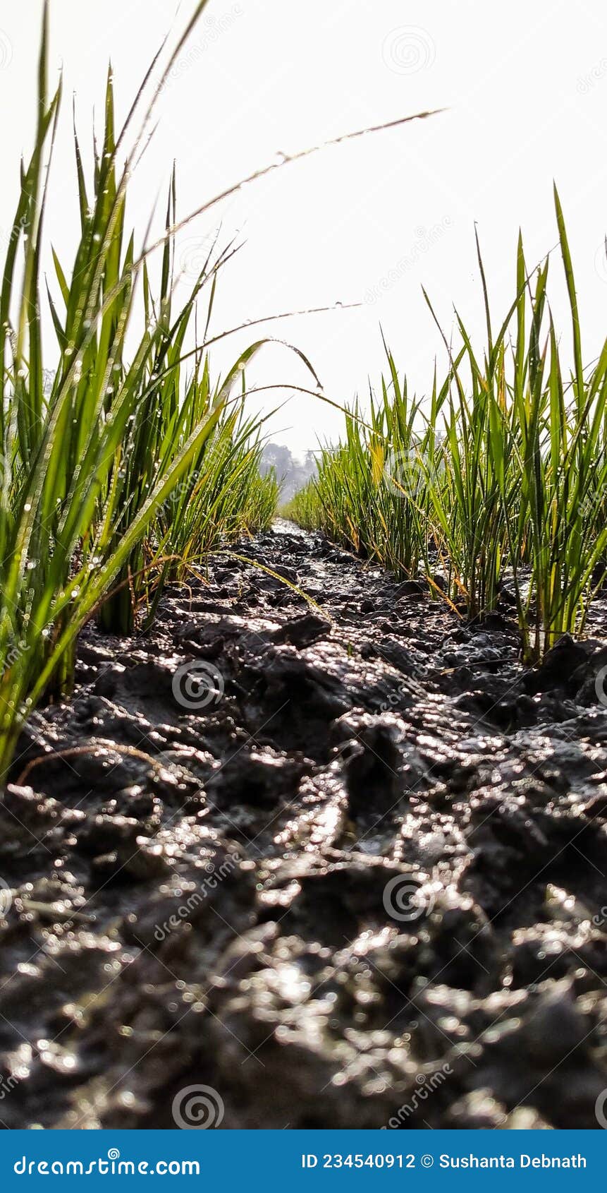 A Rice Farm Planted in SRI System. Stock Photo - Image of increasing ...