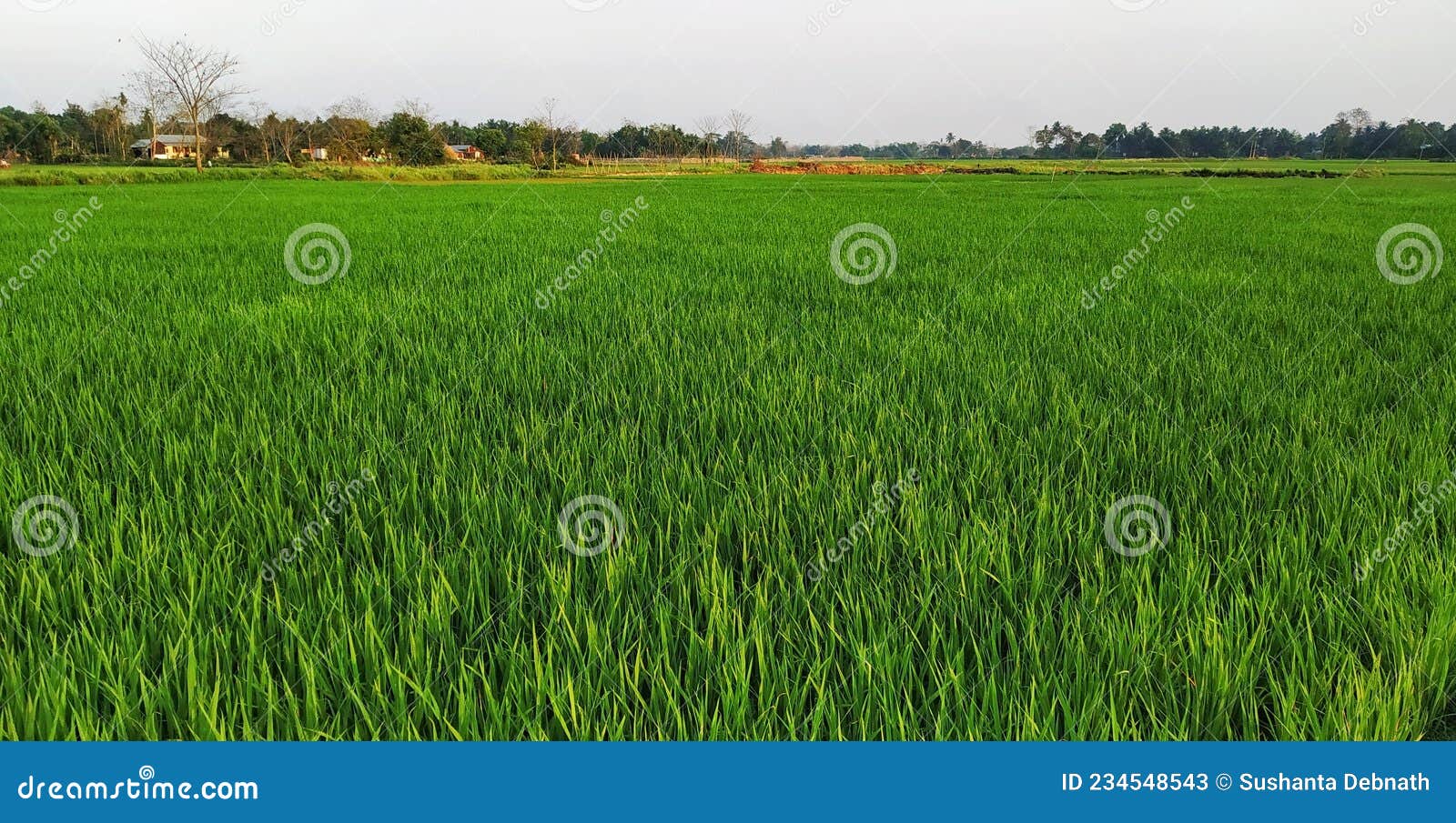 A Rice Farm Planted in SRI System. Stock Image - Image of cultivation ...