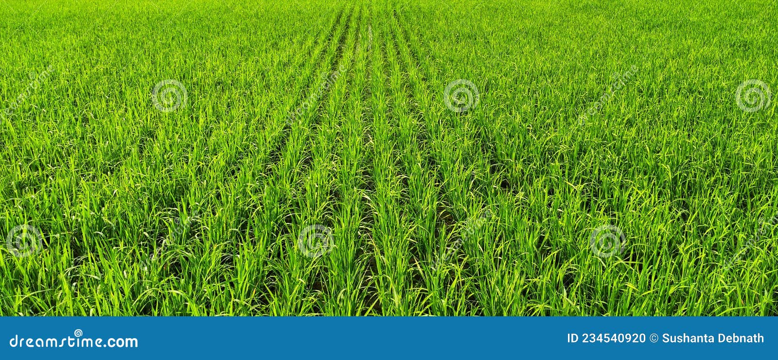 A Rice Farm Planted in SRI System. Stock Photo - Image of system, aimed ...
