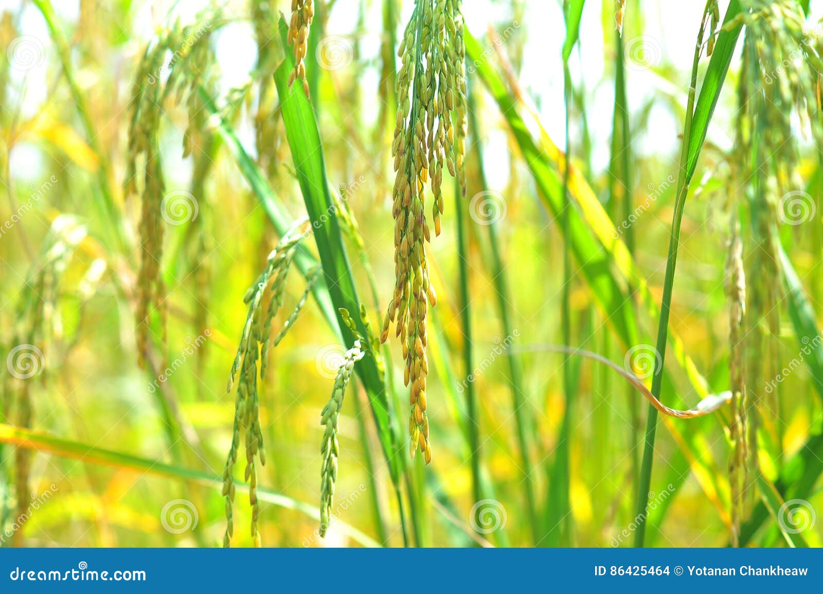 Rice in Farm Prepare To Harvest Stock Photo - Image of asian, ground ...