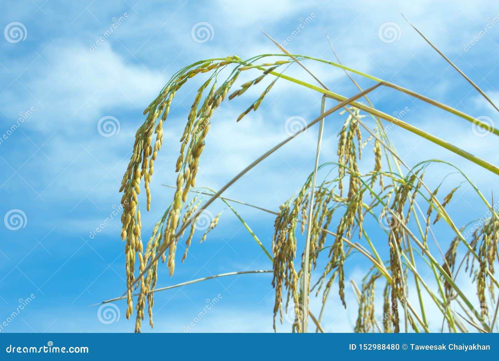 The Rice in Farm, the Rice Pattern Stock Photo - Image of agriculture ...