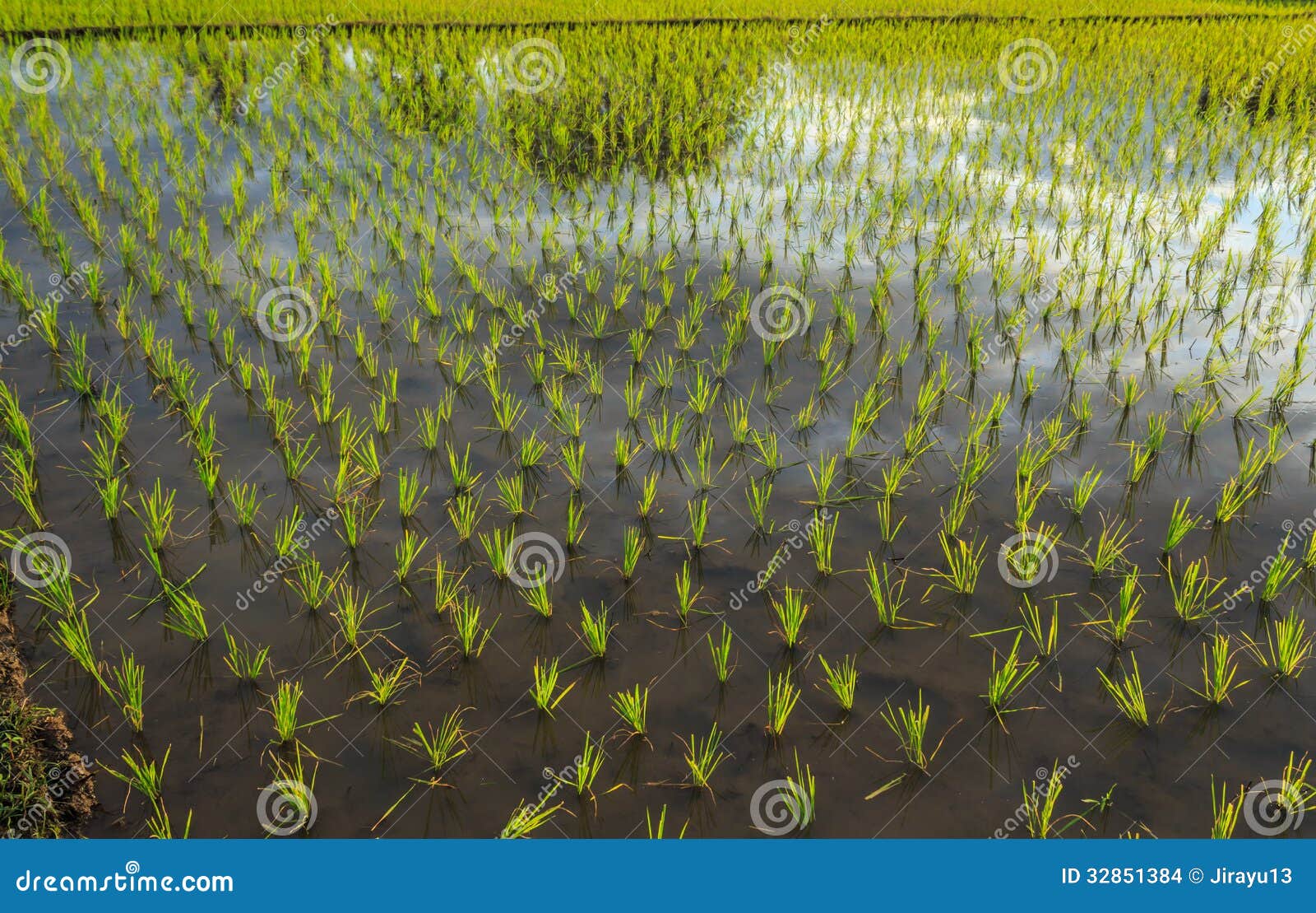 Rice farm stock photo. Image of grow, natural, countryside - 32851384