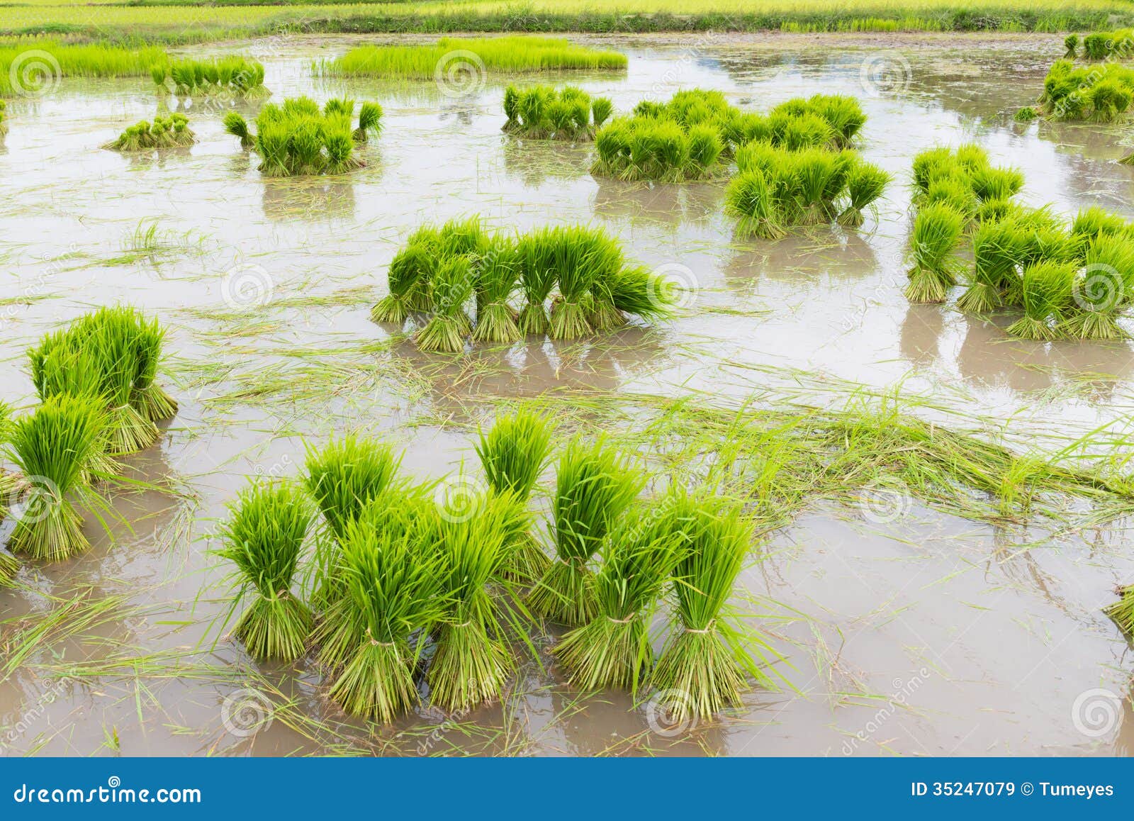 Rice farm stock image. Image of lush, field, peasant - 35247079