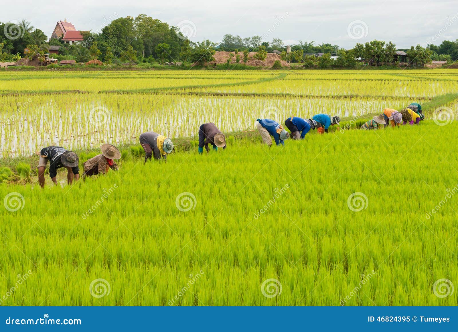 Rice farm editorial image. Image of agriculture, agricultural - 46824395