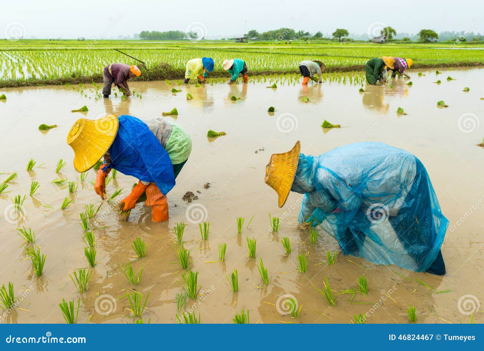 Rice farm editorial photography. Image of country, harvest - 46824467