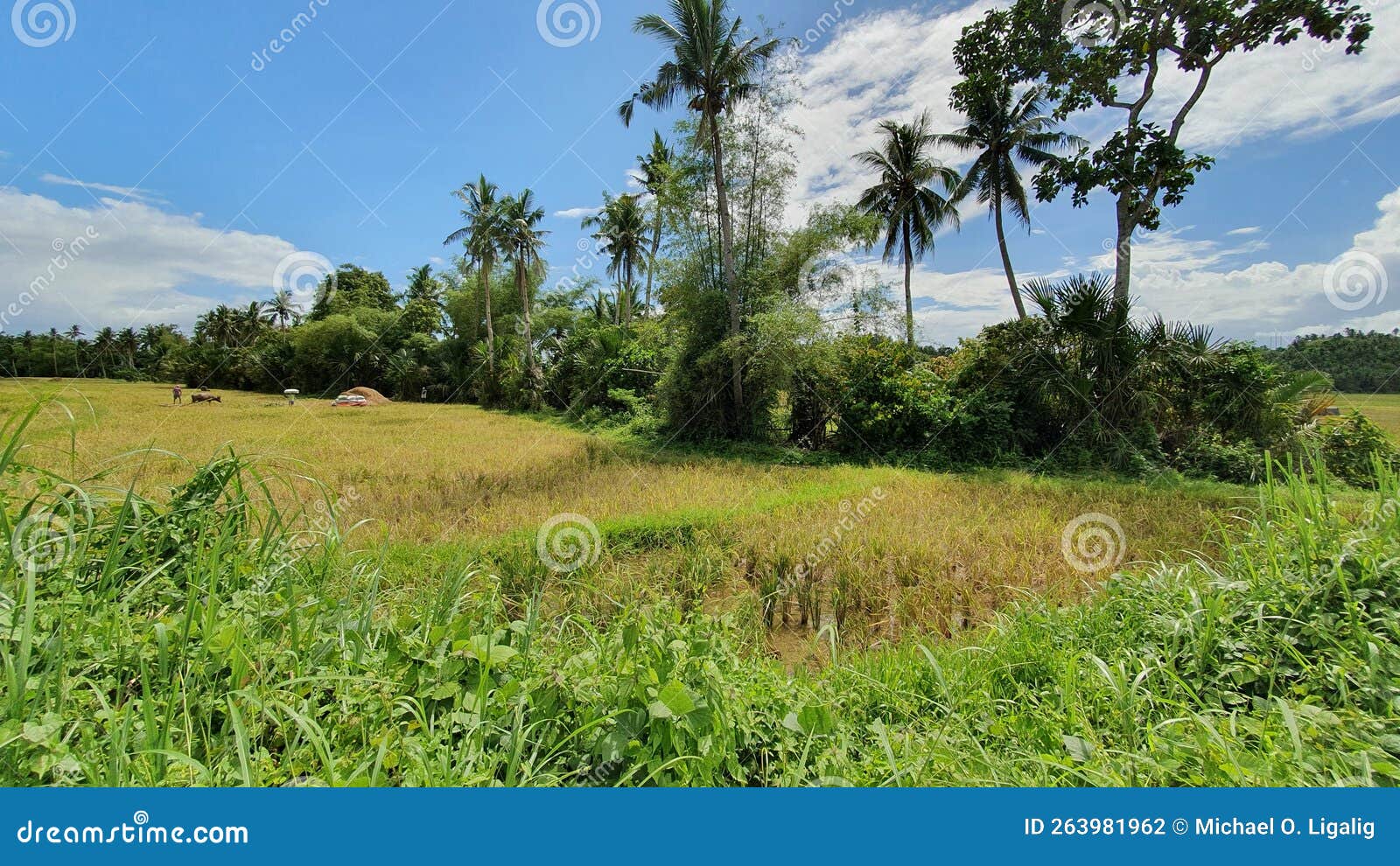 Rice Farm in Western Samar, Philippines Stock Photo - Image of ...