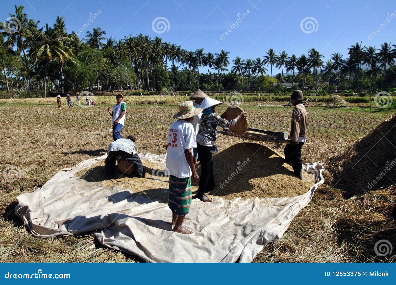 Rice farmer editorial image. Image of sack, farmer, agriculture - 12553375