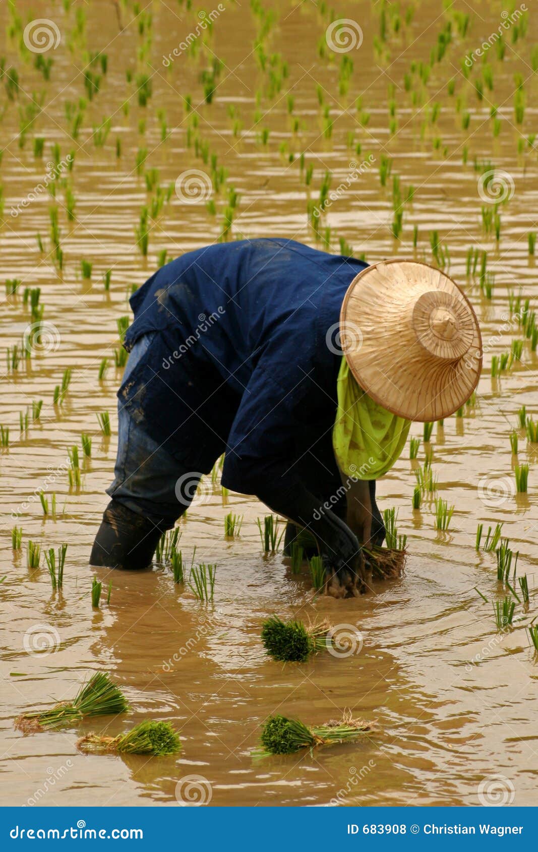 Rice Farmer 2 stock photo. Image of ricefield, harvest - 683908
