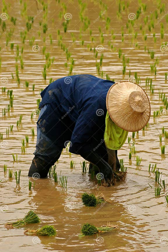 Rice Farmer 2 stock photo. Image of ricefield, harvest - 683908