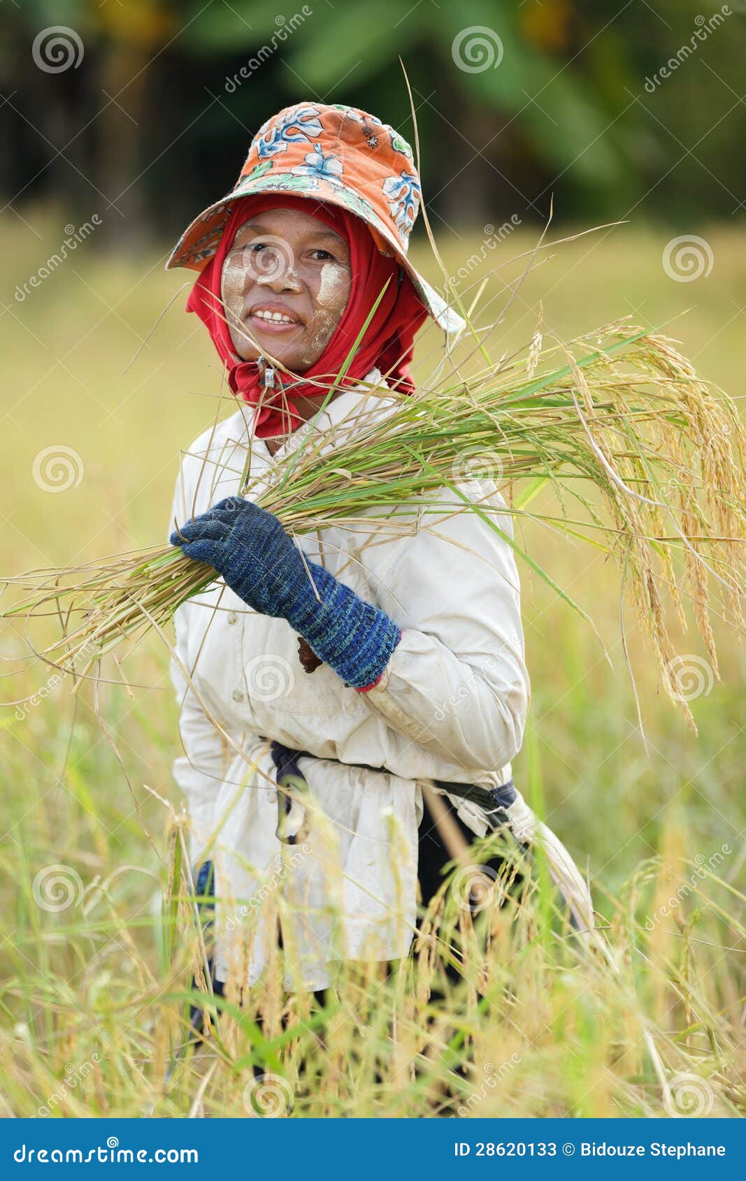 Rice farmer stock image. Image of culture, happy, harvest - 28620133