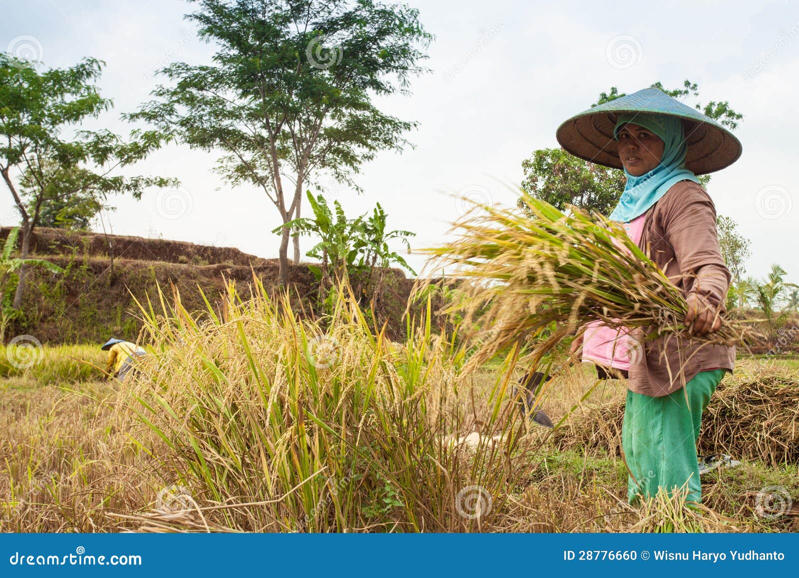 RIce Farmer editorial image. Image of ethnicity, field - 28776660