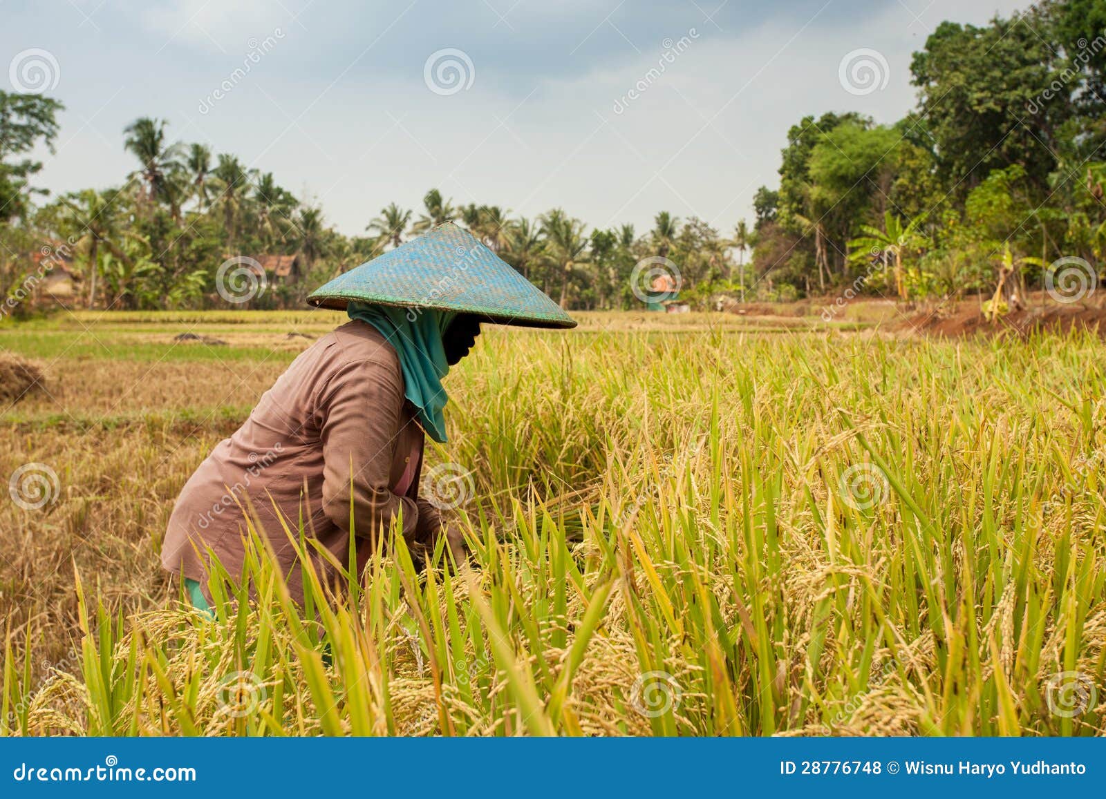 Rice Farmer editorial stock photo. Image of agriculture - 28776748