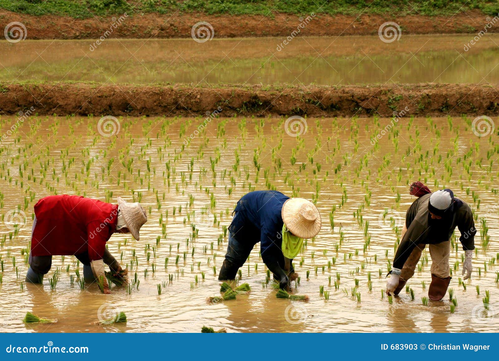 Rice Farmer 3 stock image. Image of gather, production - 683903