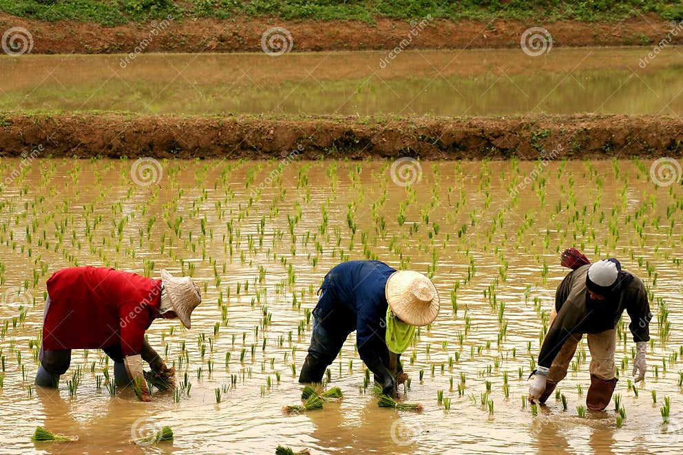 Rice Farmer 3 stock image. Image of gather, production - 683903